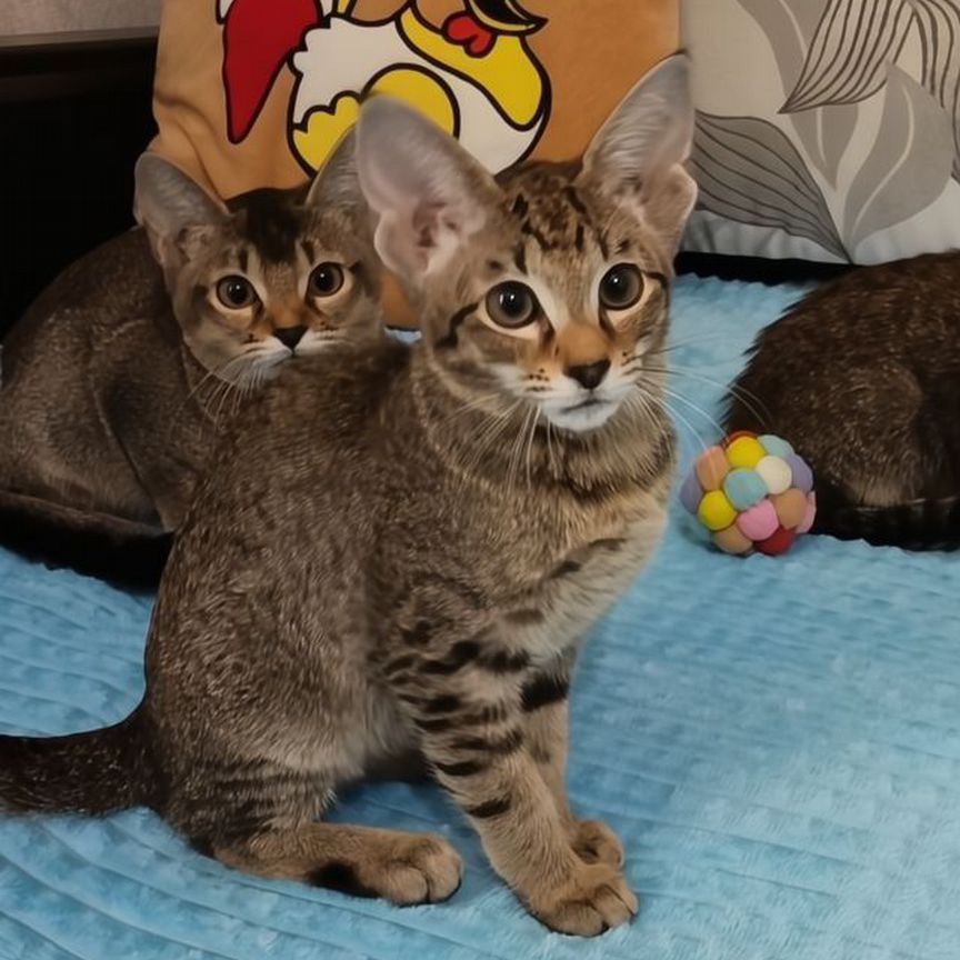 Чаузи котёнок