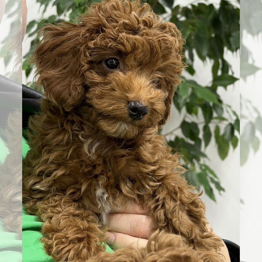 Той-пудель, щенок