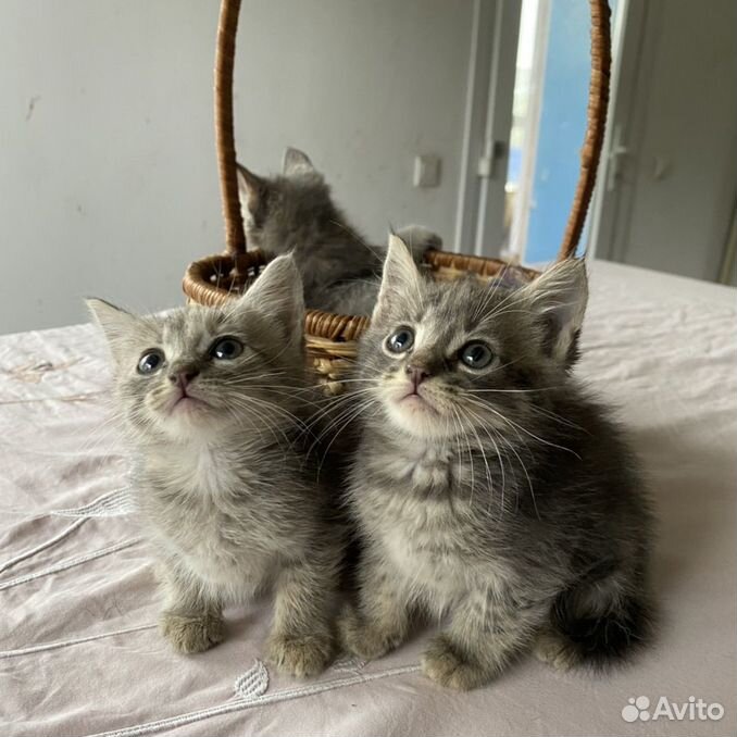 Прекрасные котята, в самые заботливые руки
