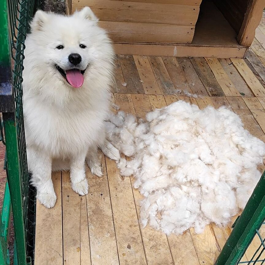 Самоедская лайка шерсть