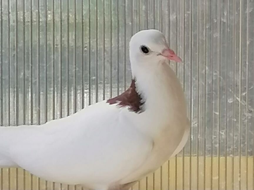 Продажа голубей Пермские гривуны