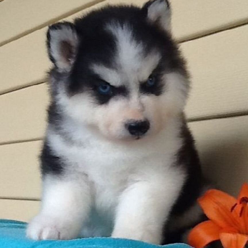 Сибирские хасятки