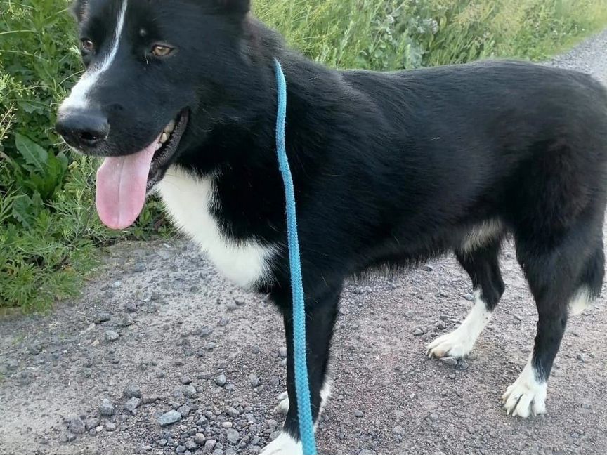 Отдам пса в добрые руки