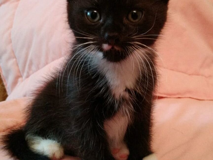 Мартин, котенок в добрые руки