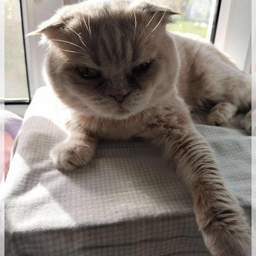 Шотландский вислоухий короткошёрстный кот, взрослый
