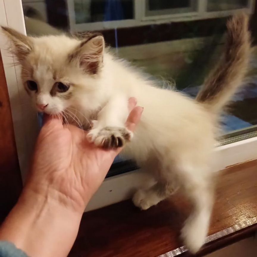 Котёнок