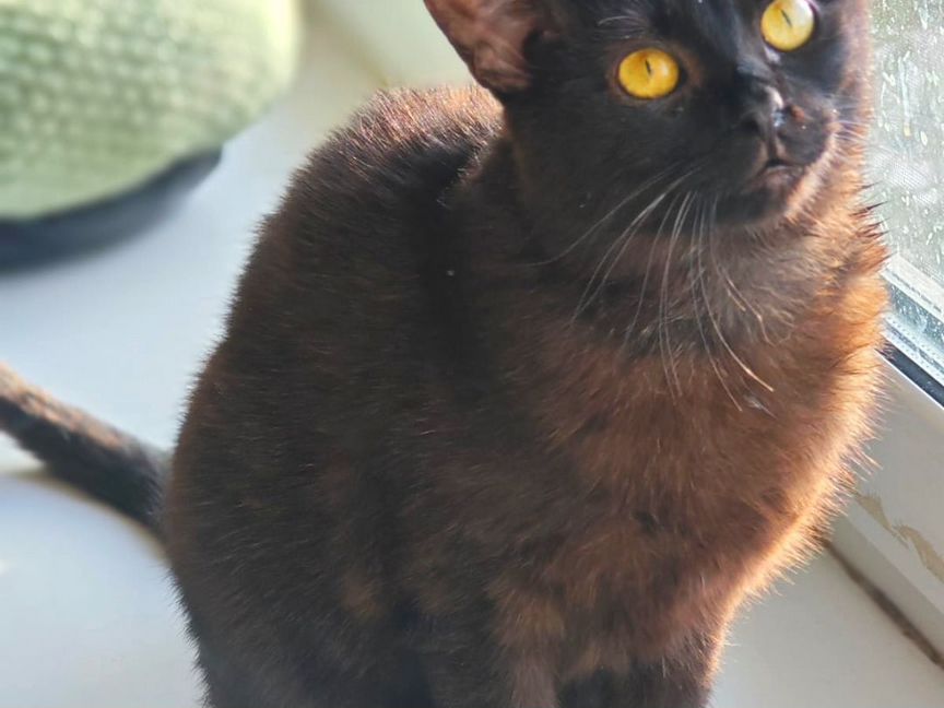 Котенок в добрые руки