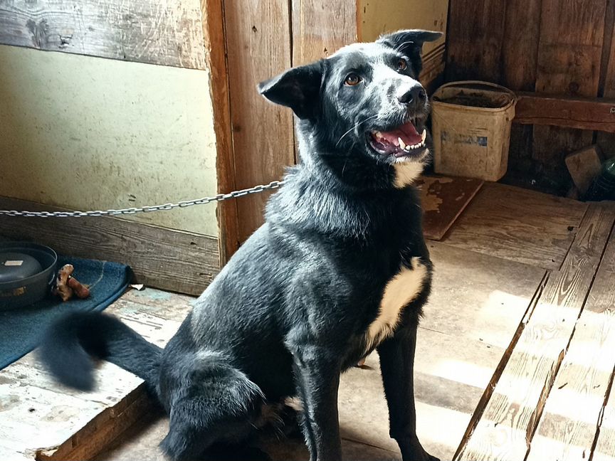 Помогите Сэму обрести дом