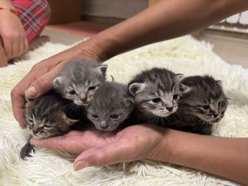 Шотладские котята 1 месяц