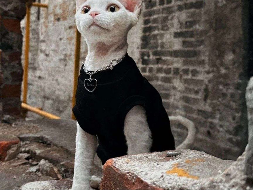 Одежда для кошек