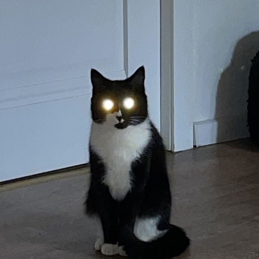 Взрослая кошка в добрые руки