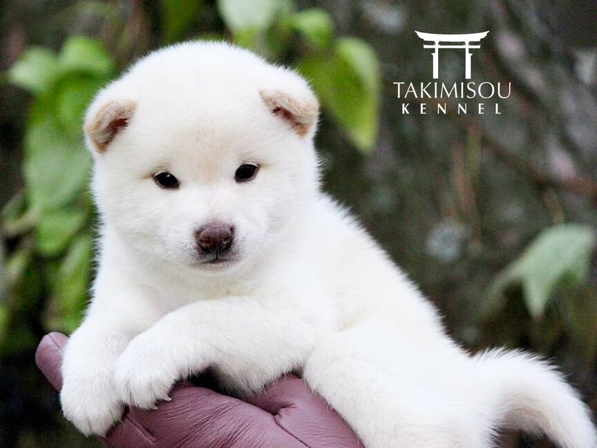 Очень красивая девочка сиба ину