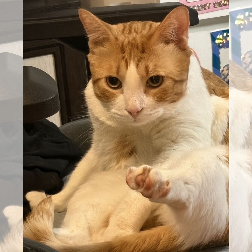 Взрослый кот в добрые руки