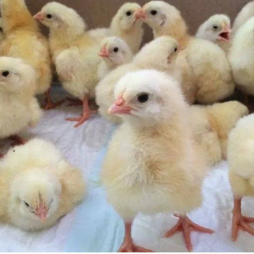 Цыплята бройлеры кобб 700