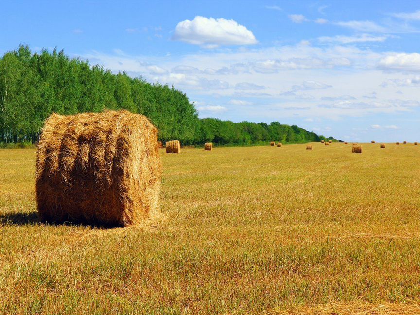 Продажа сена в рулонах от производителя