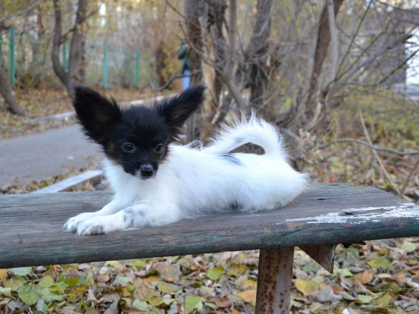 Малыши папийона