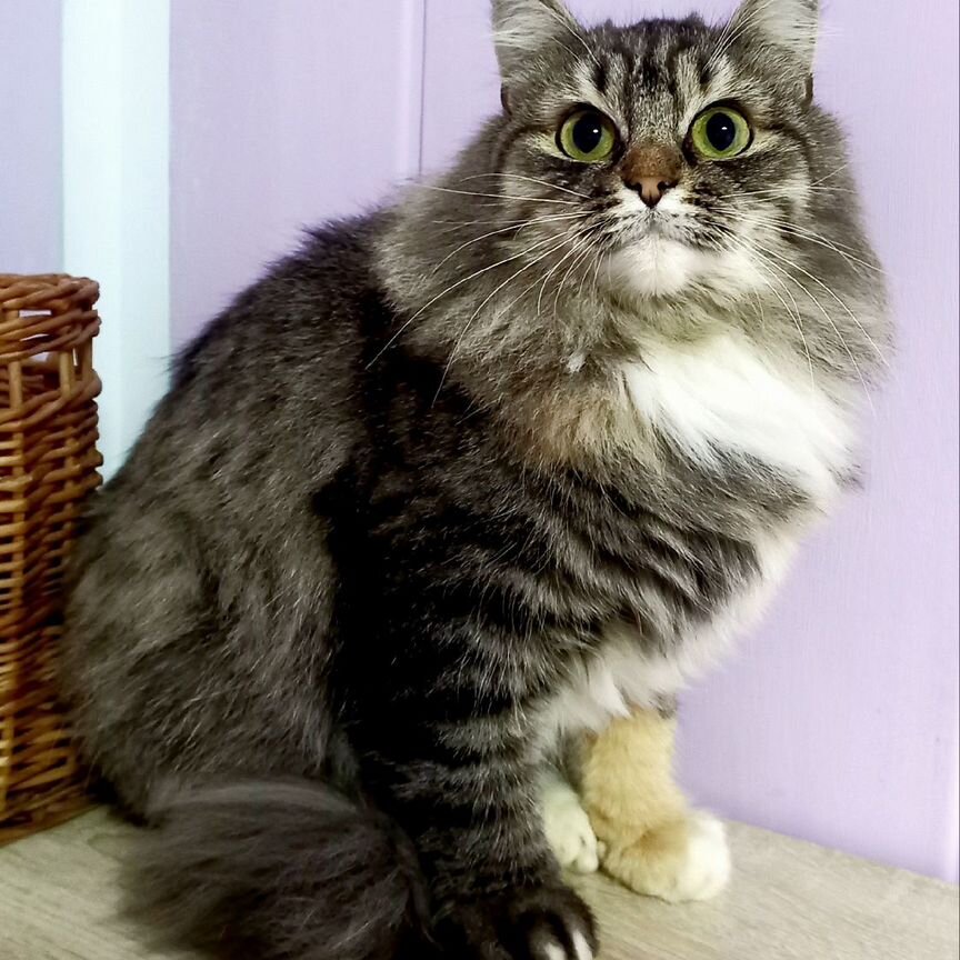 Кетти, молоденькая киса