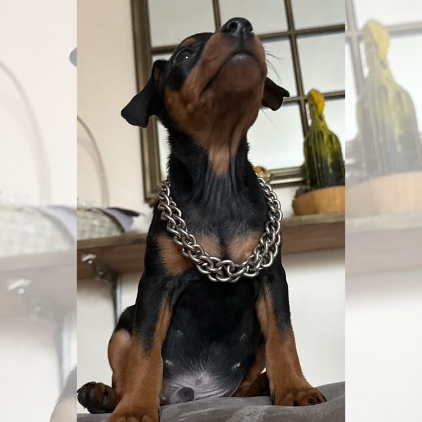 Цвергпинчер, щенок