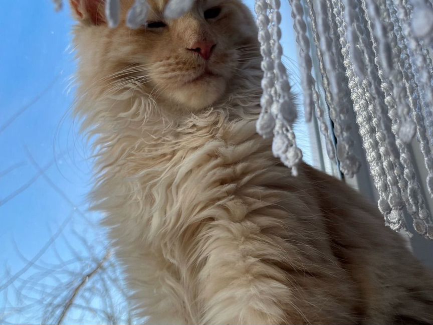 Мейн-кун в добрые руки