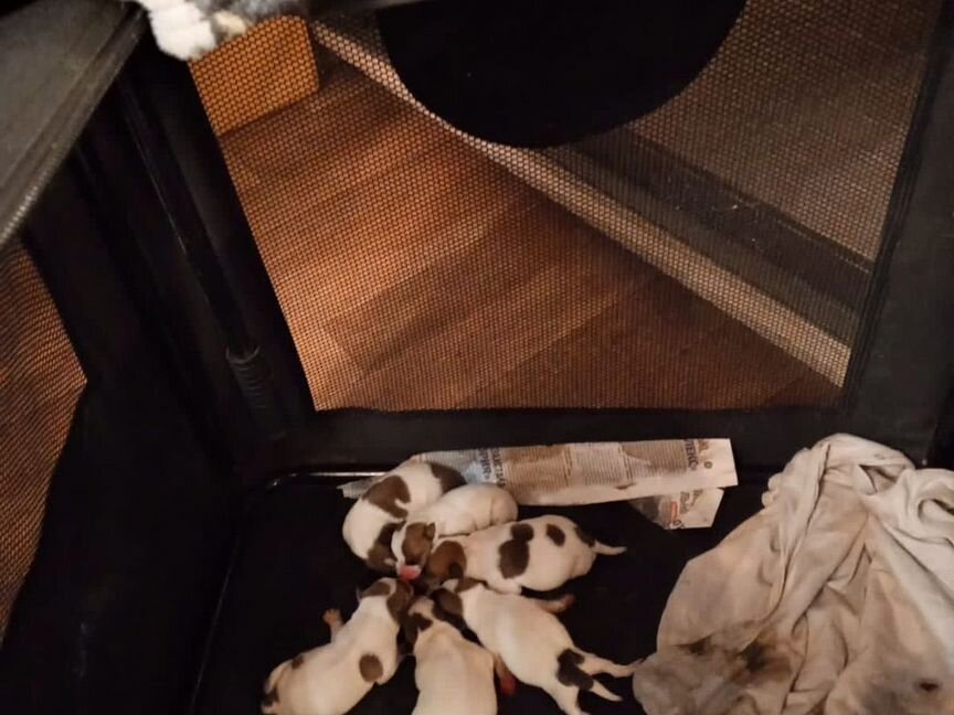 Джек расл терьер щенки