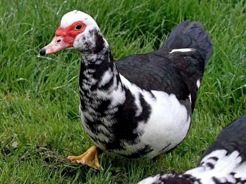 Утки шипуны