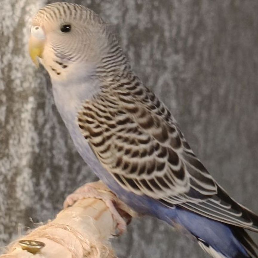 Волнистый попугай с клеткой