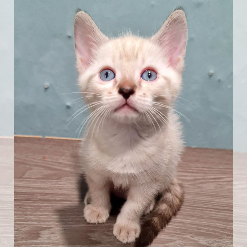 Бенгальская Принцесса)