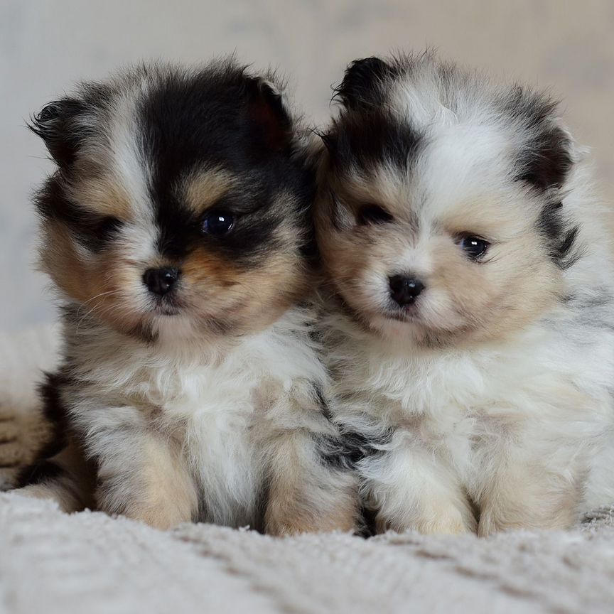 Шпицы цветных окрасов