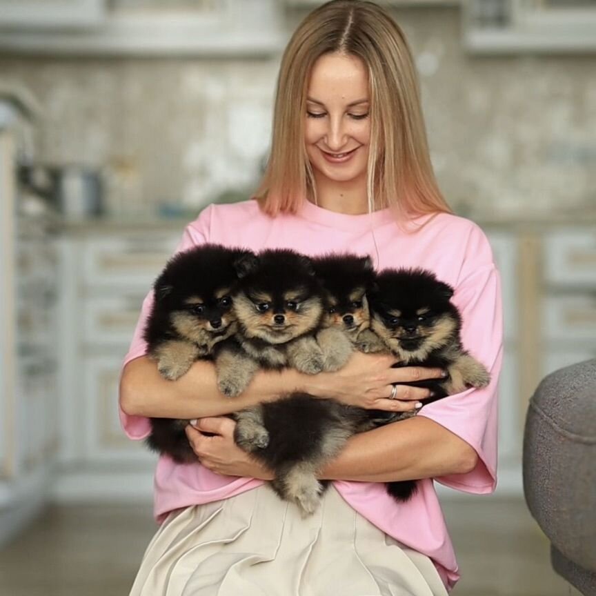 Щенки шпица 2 девечки и мальчик чп