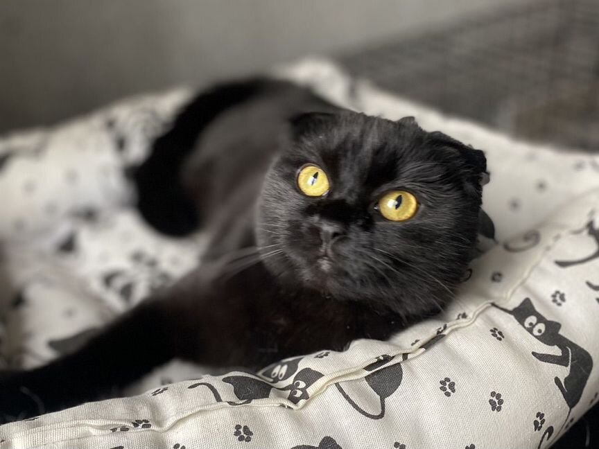 Котишки из приюта ждут человека