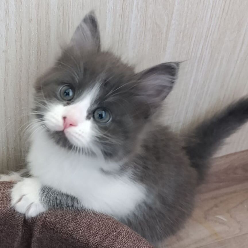 Котёнок (девочка)