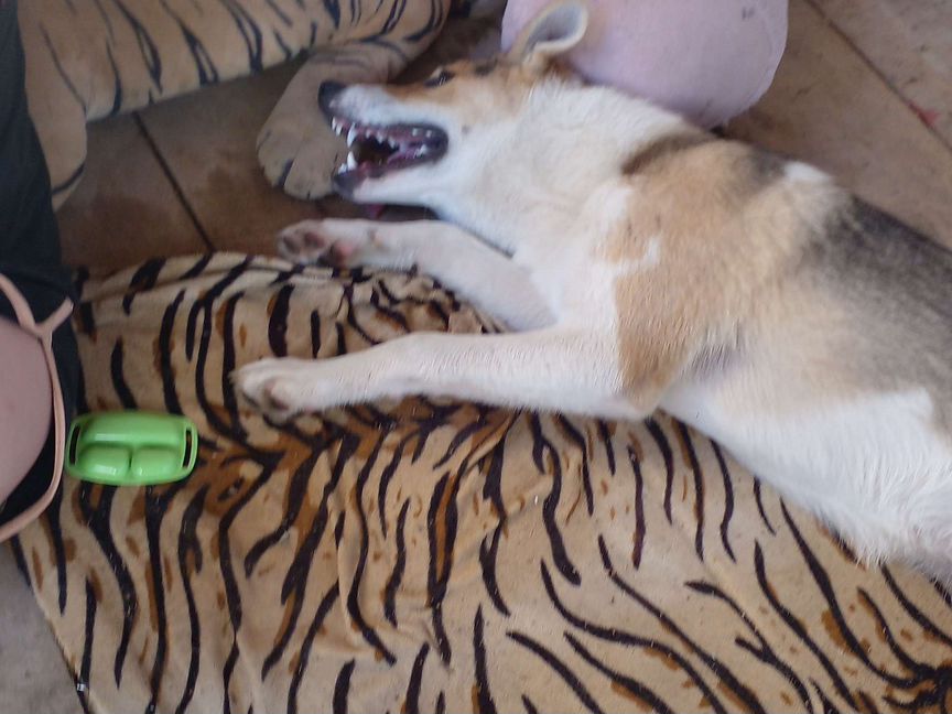 Собака в добрые руки отдам бесплатно