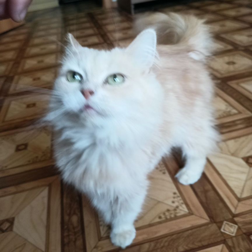 Отдам кота в доброе руки