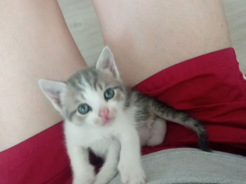 Котёнок в добрые руки