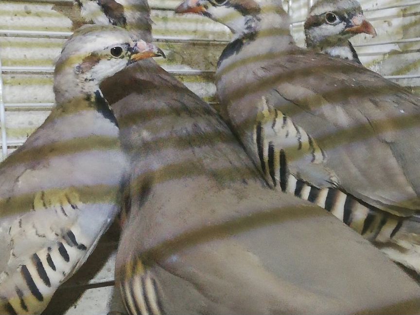 Кеклик каменная куропатка