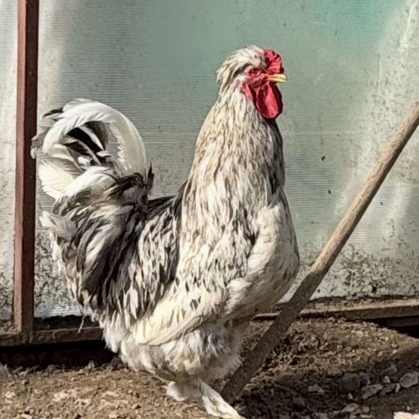 Петушок взрослый