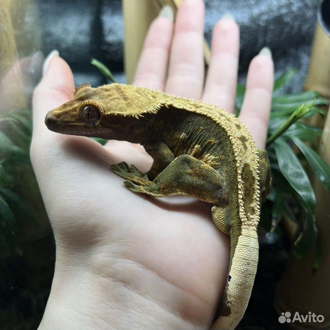 Бананоед сиблинг Lilly White