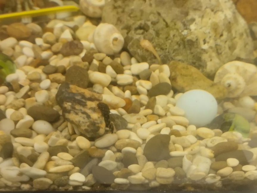 Анцитрус сомики мальки