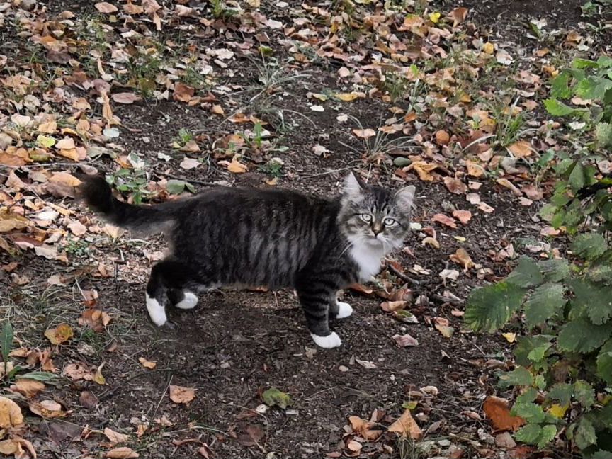 Чей котик