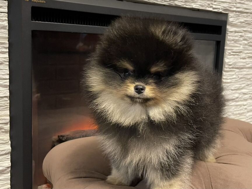 Померанский шпиц той