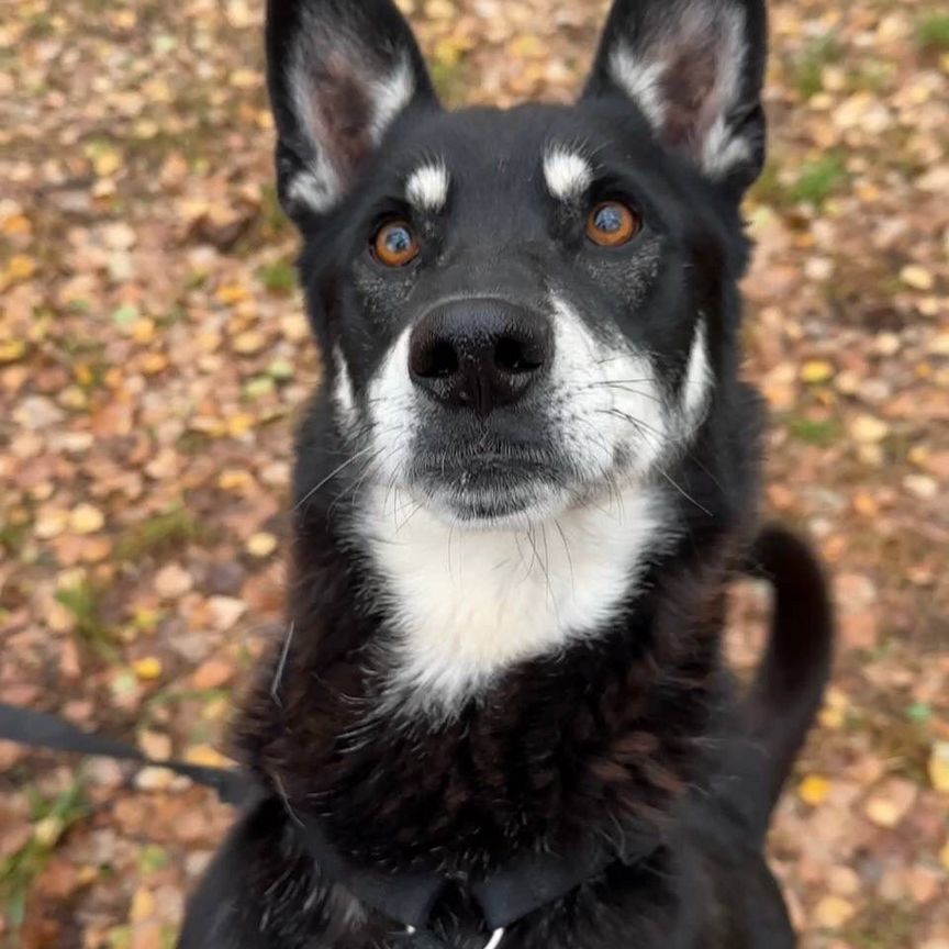 Орео из приюта в добрые руки