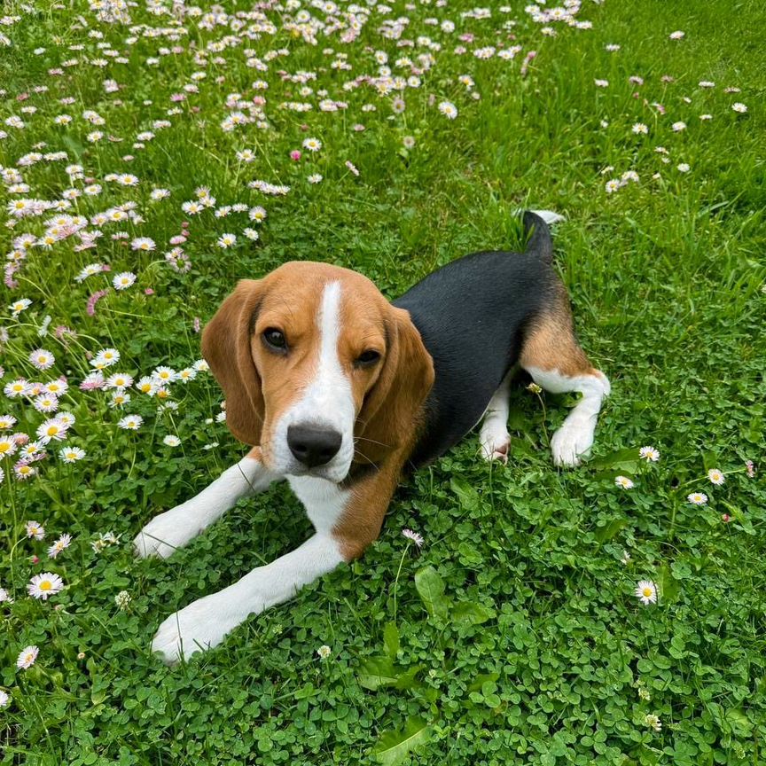 Собака породы бигль