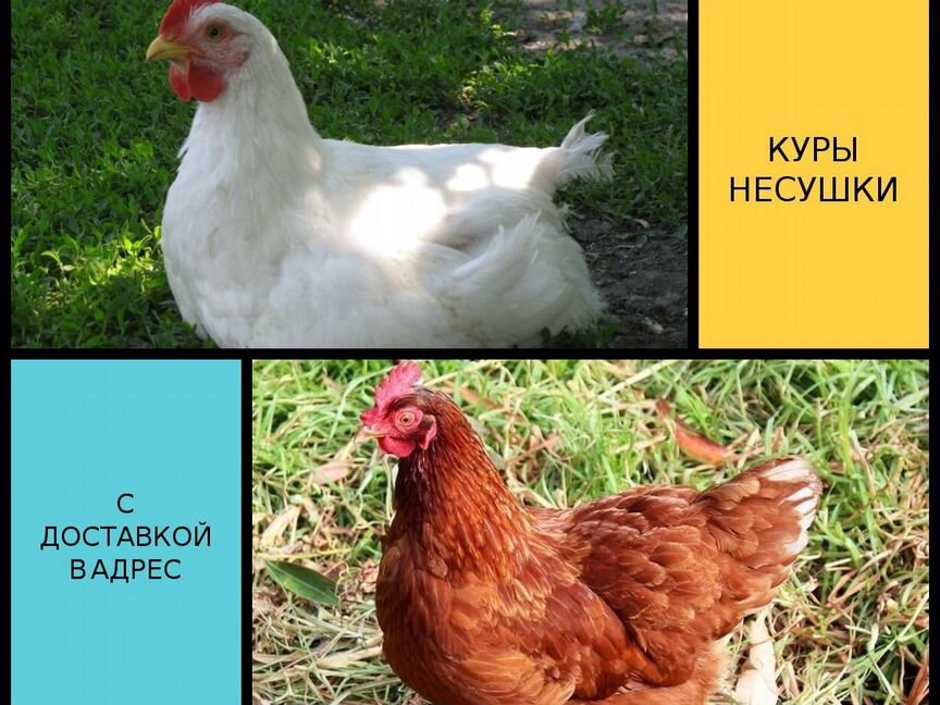 Куры Леггорн и Ломан Браун