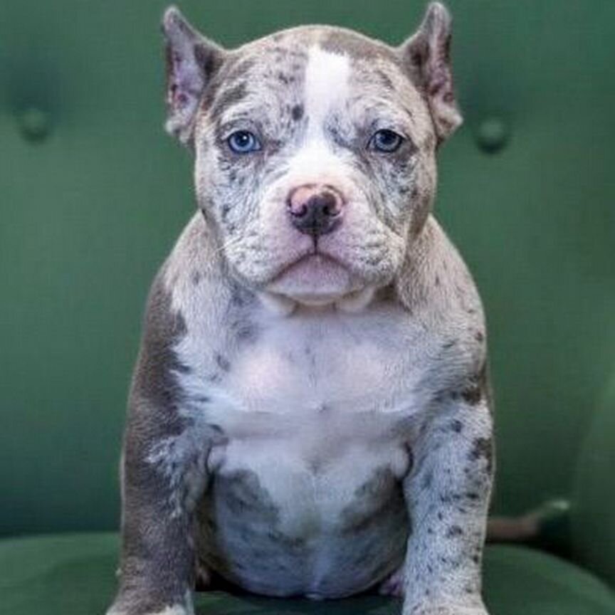 Американский булли, щенок