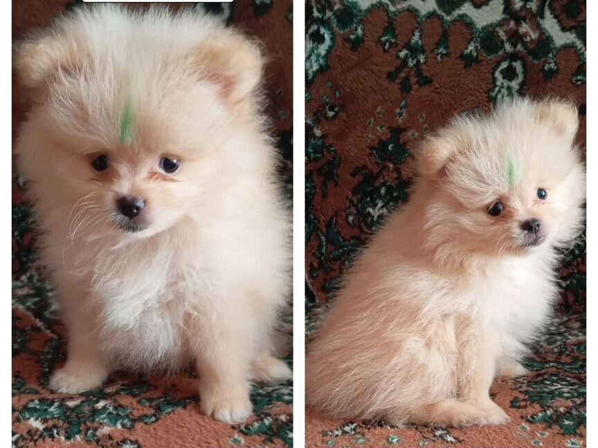 Щенки шпица в добрые руки