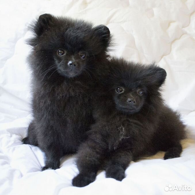 Черные красотки