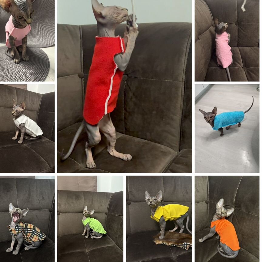 Одежда для котенка сфинкса