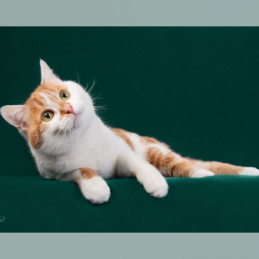 Кот Сеня