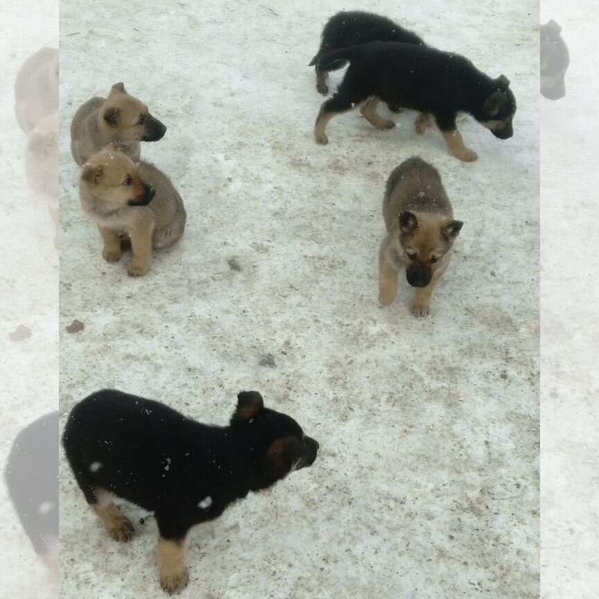 Немецкая овчарка, щенок