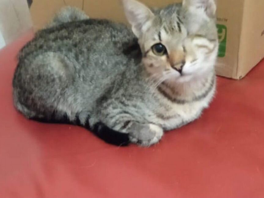 Кузенька верит в чудо